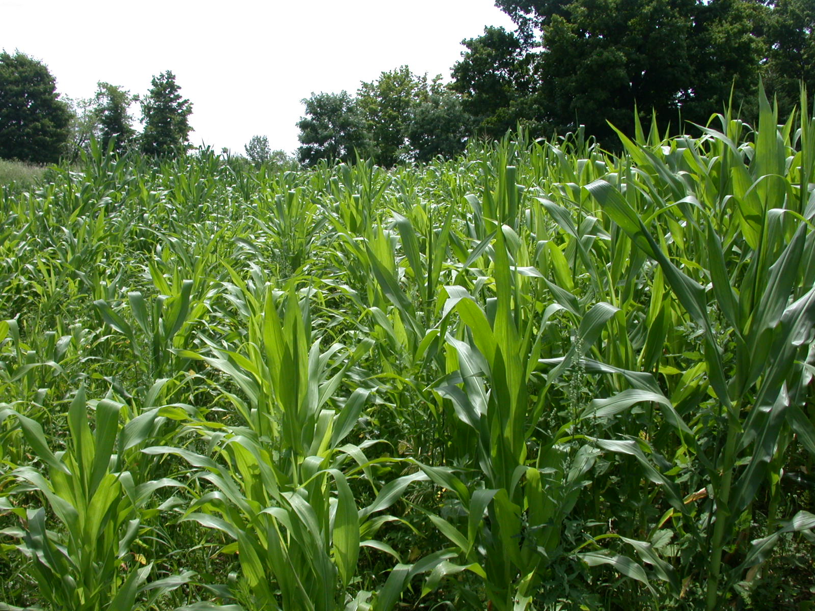 USDA Predicts Largest Corn Crop in History – WKVI Information Center